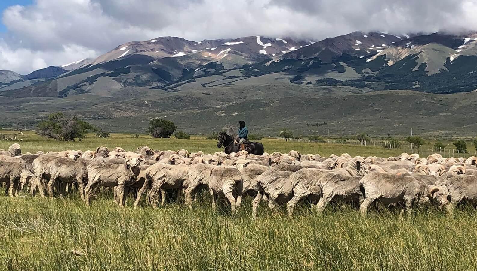 Reflotan el Plan Lanar: $ 3.000 millones para la producción ovina en la ...