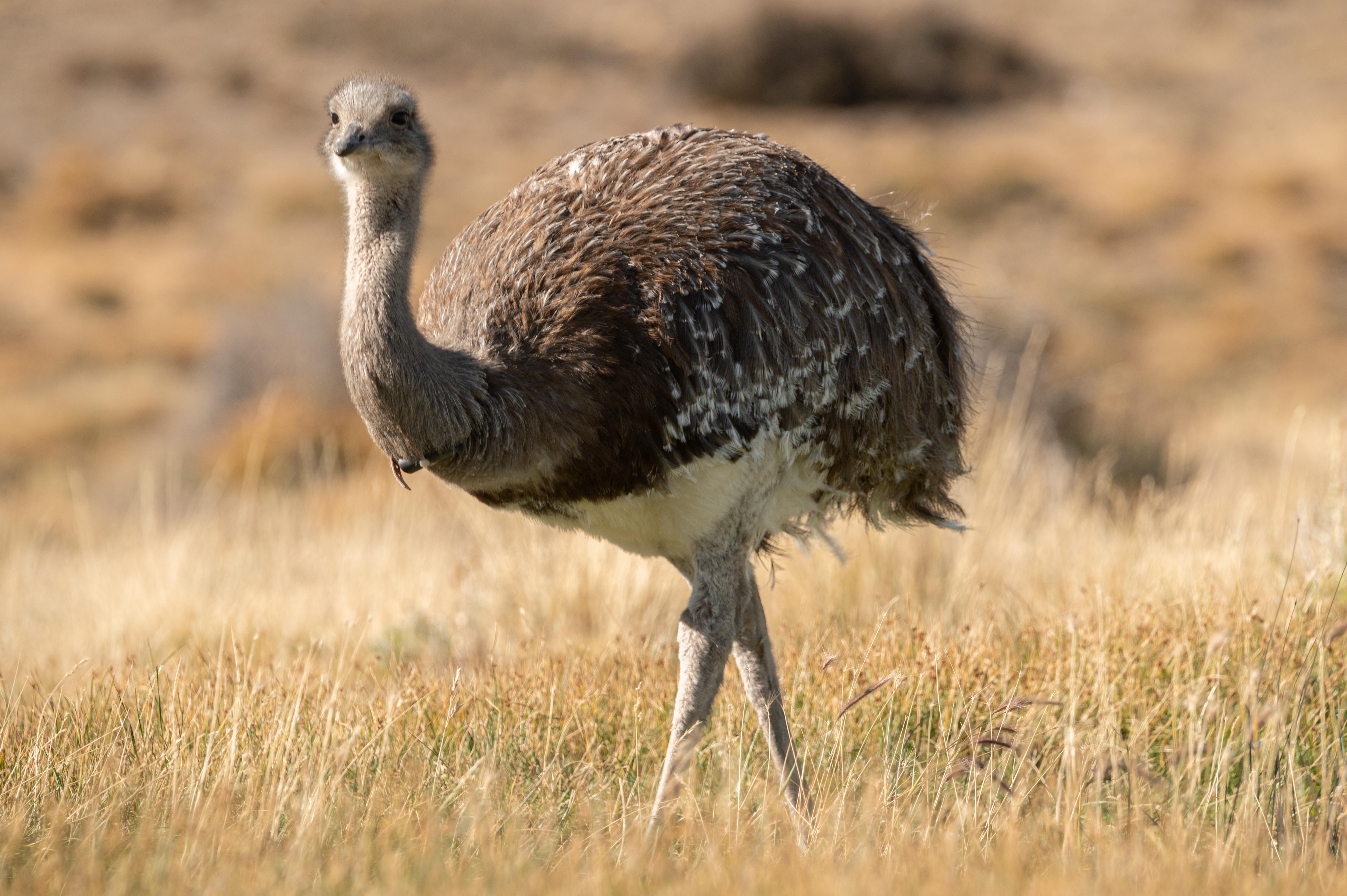 ¿Qué sabemos del choique? Tecnología satelital para monitorearlos en el ...