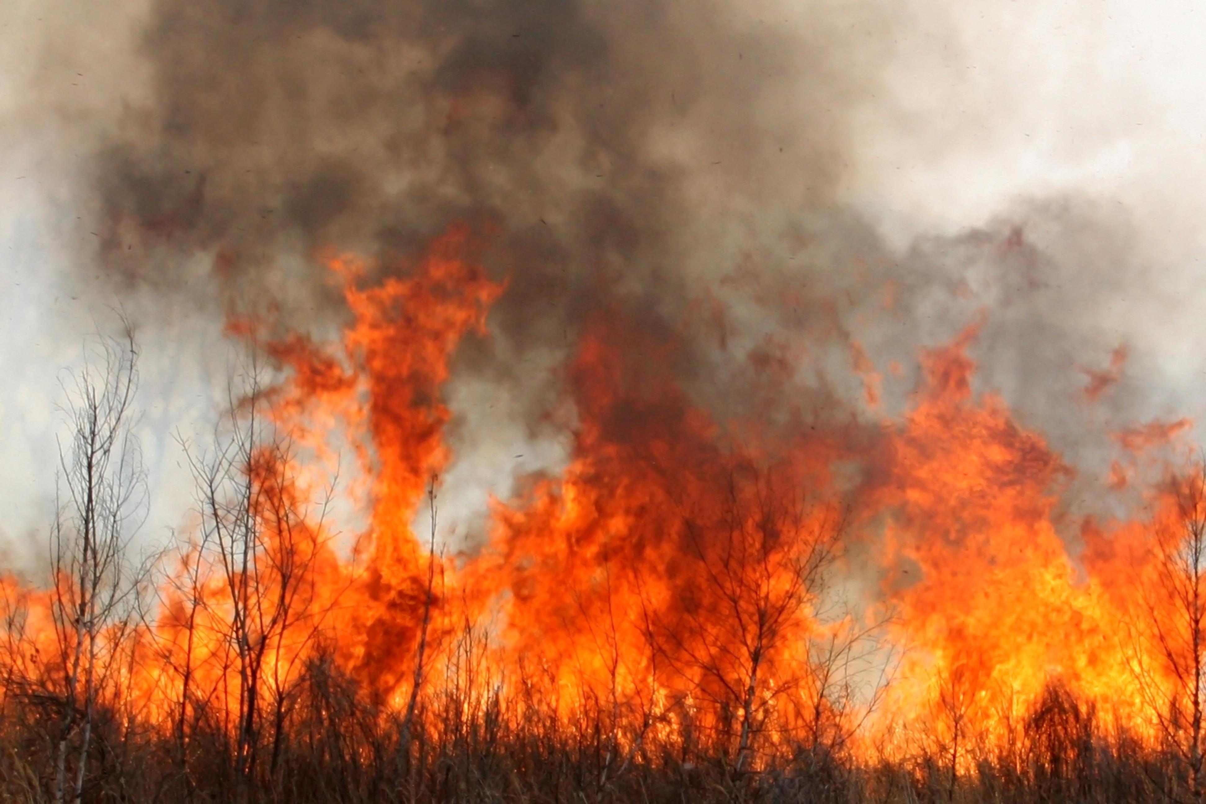 Incendios Forestales Sequía Fuertes Vientos Y Negligencia Humana Son