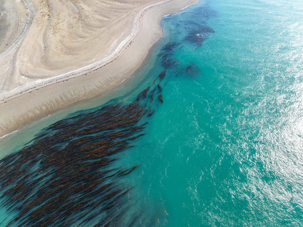 Bosques sumergidos de macroalgas: donde nace la vida marina